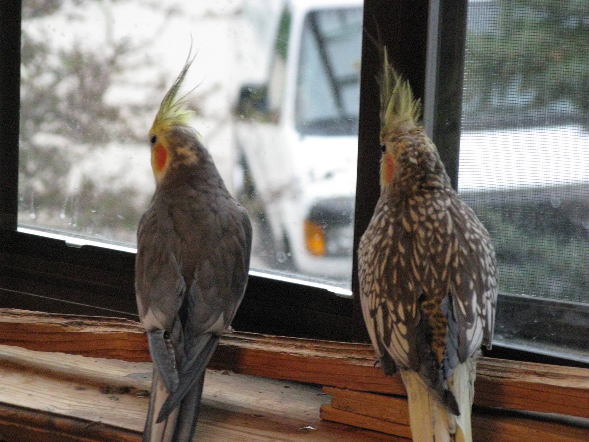Rare Cockatiel Colors Caring For Cockatiel Babies
