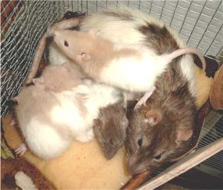 How to Care for Pregnant Rats and Baby Rats - PetHelpful