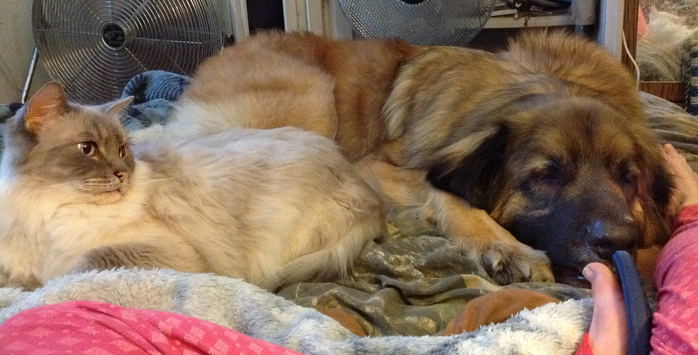 Ragdoll Cat Breed Facts, Photos, and Care Tips - PetHelpful