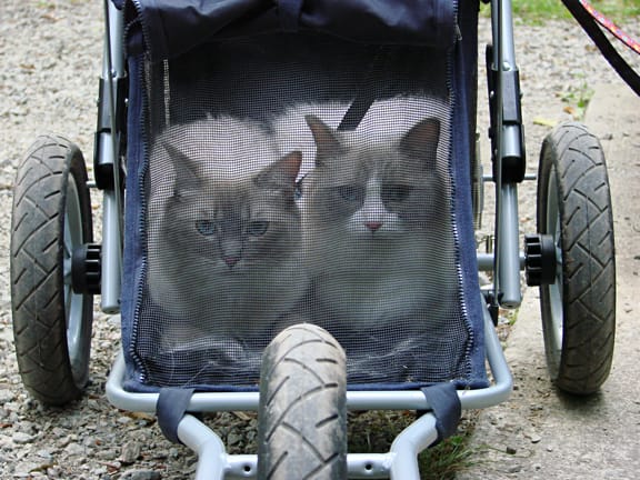 Ragdoll Cat Breed Facts, Photos, and Care Tips - PetHelpful