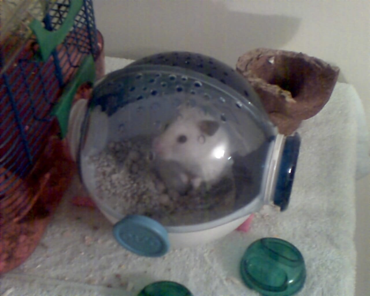 What to Do When Your Hamster Escapes: Finding Missing Pets - PetHelpful