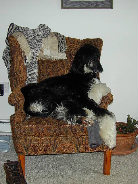 5 Best Dog Breeds for Lazy People and Slackers