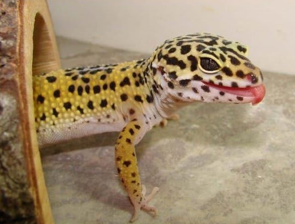 pet leopard geckos