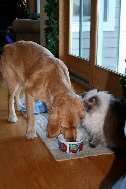 5 Dog Breeds That Like and Are Good With Cats - PetHelpful