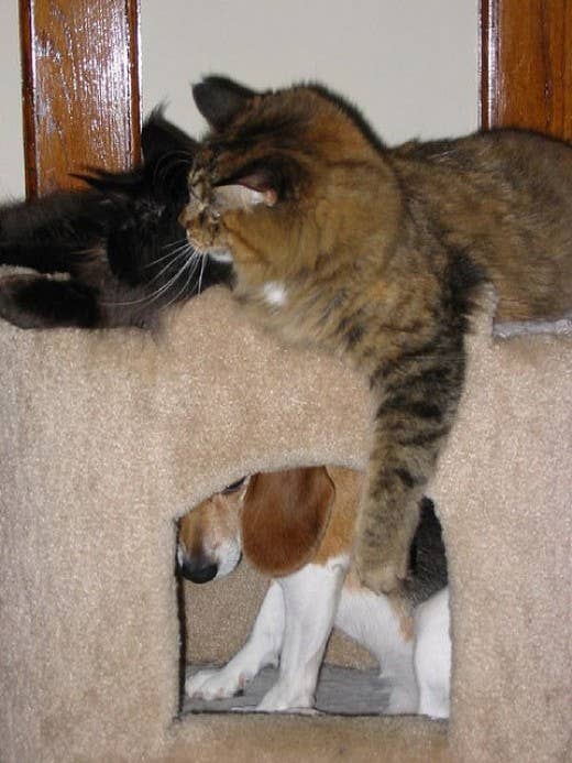 5 Dog Breeds That Like and Are Good With Cats - PetHelpful
