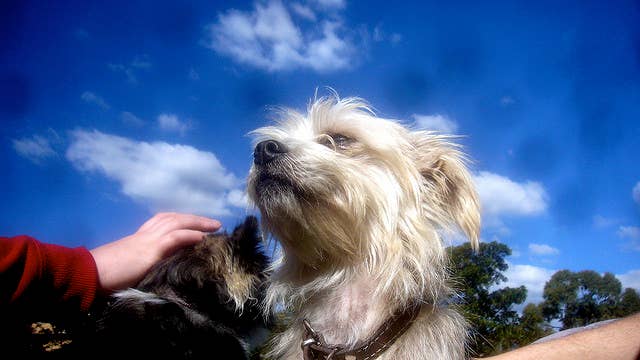5 Dog Breeds That Like and Are Good With Cats