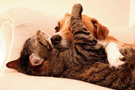 5 Dog Breeds That Like and Are Good With Cats