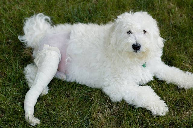 How to Fix a Dog’s Luxating Patella (Bad Knee) Without Surgery - PetHelpful