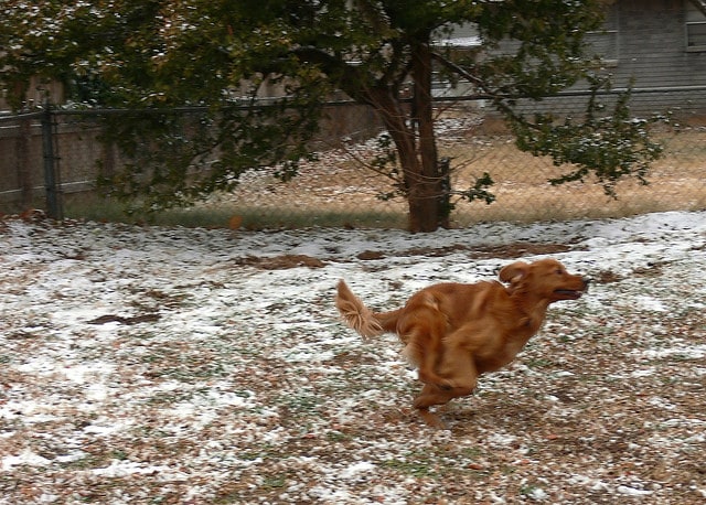 5 Good Dog Breeds That Get Along With Horses