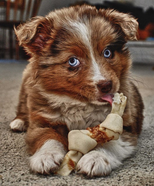 5 Good Dog Breeds That Get Along With Horses