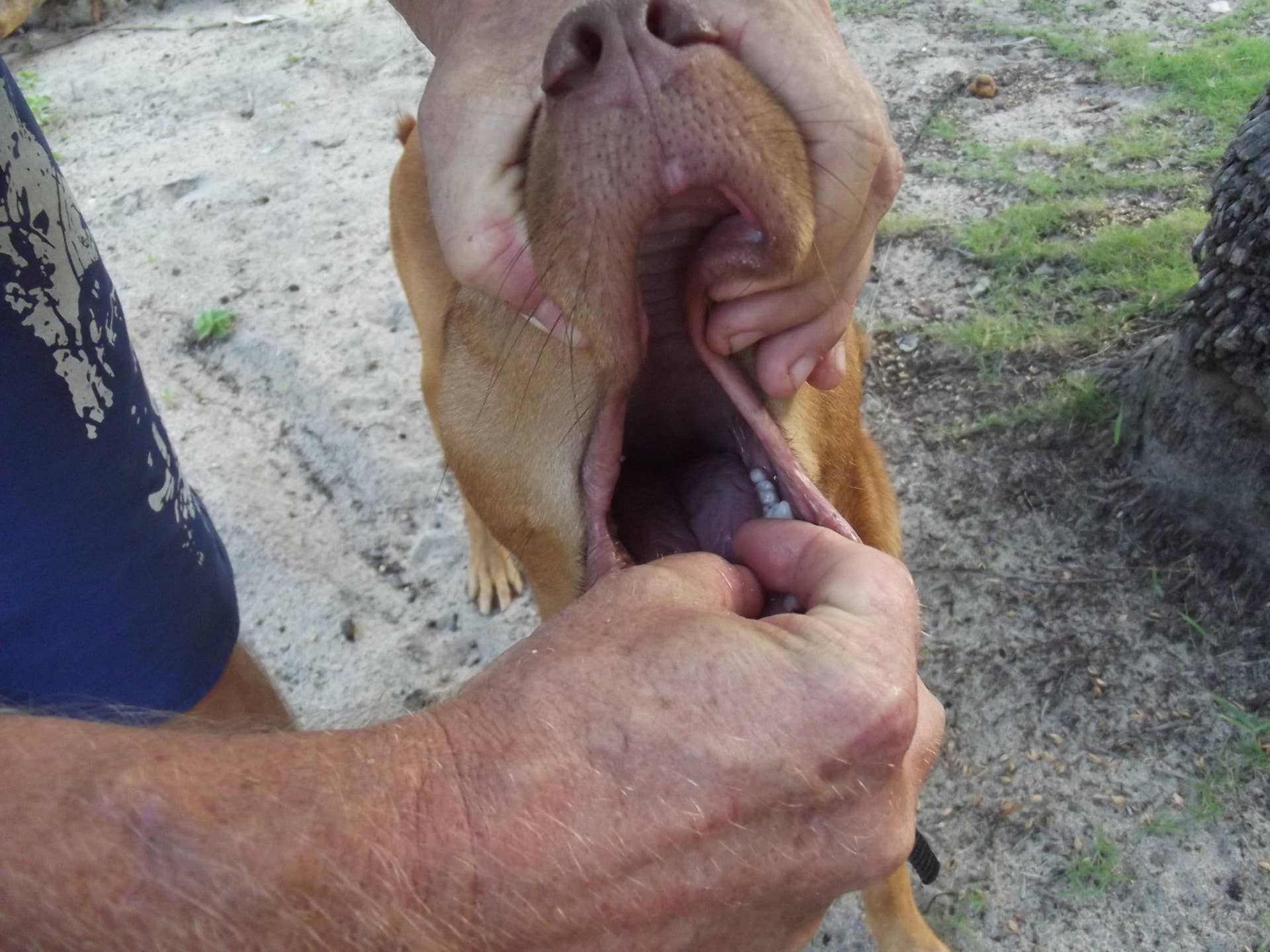 The Most Effective Way to Save Your Choking Dog's Life - PetHelpful