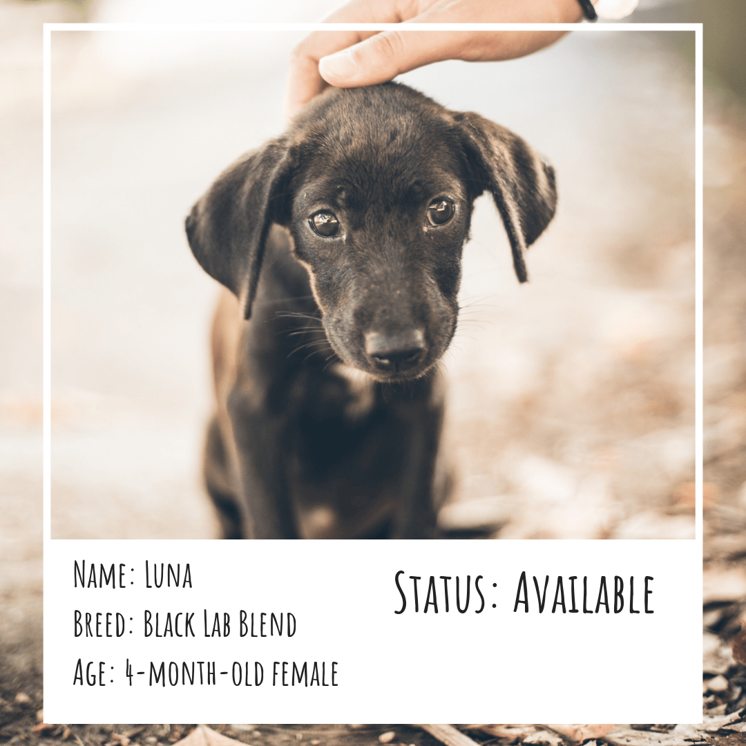 The Best Places to Find a Really Cheap Puppy - PetHelpful