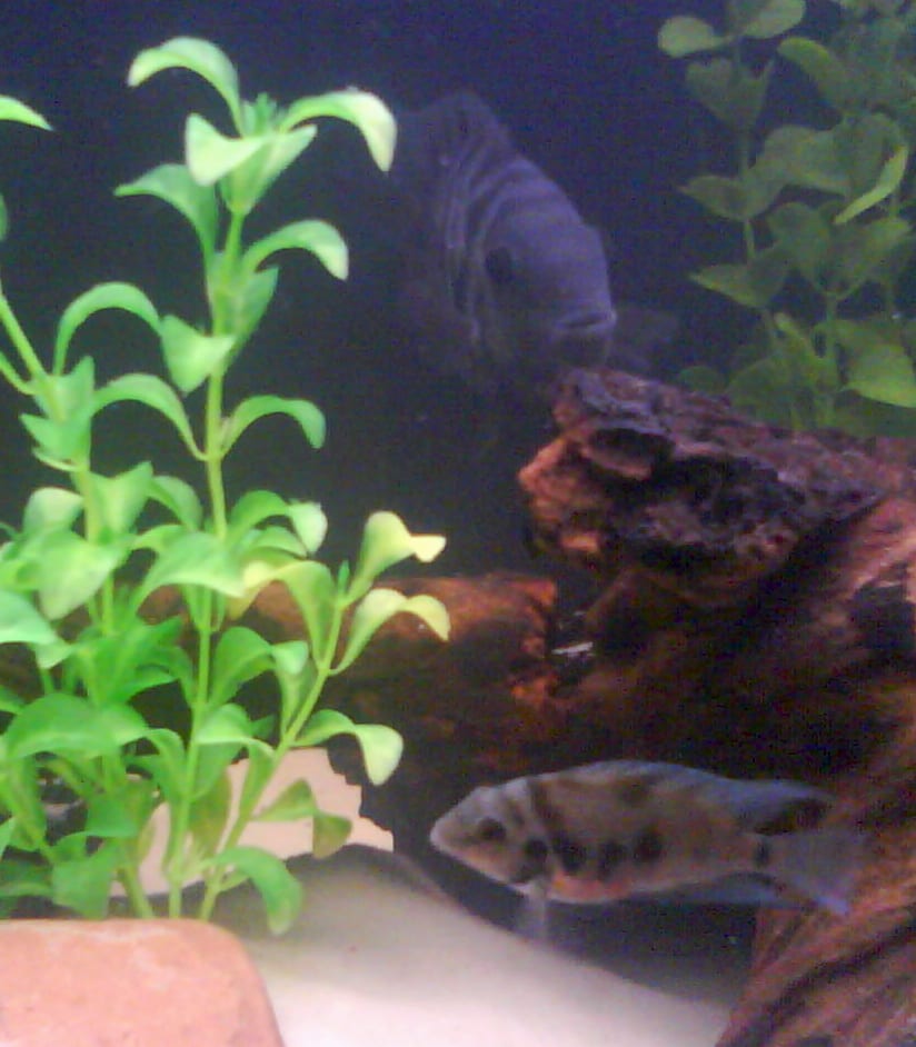 How to Make Your Own Fish Food at Home: Easy DIY Recipe