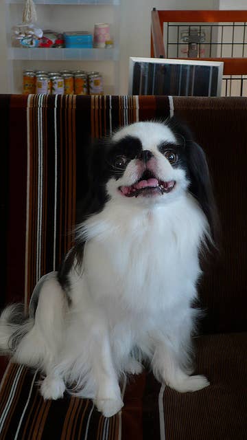 The 5 Best Japanese Dog Breeds