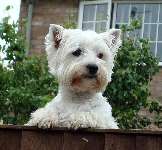 5 Really Cute, Small, White Dog Breeds