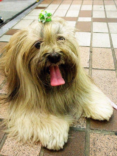 Dog Breeds That Cuddle