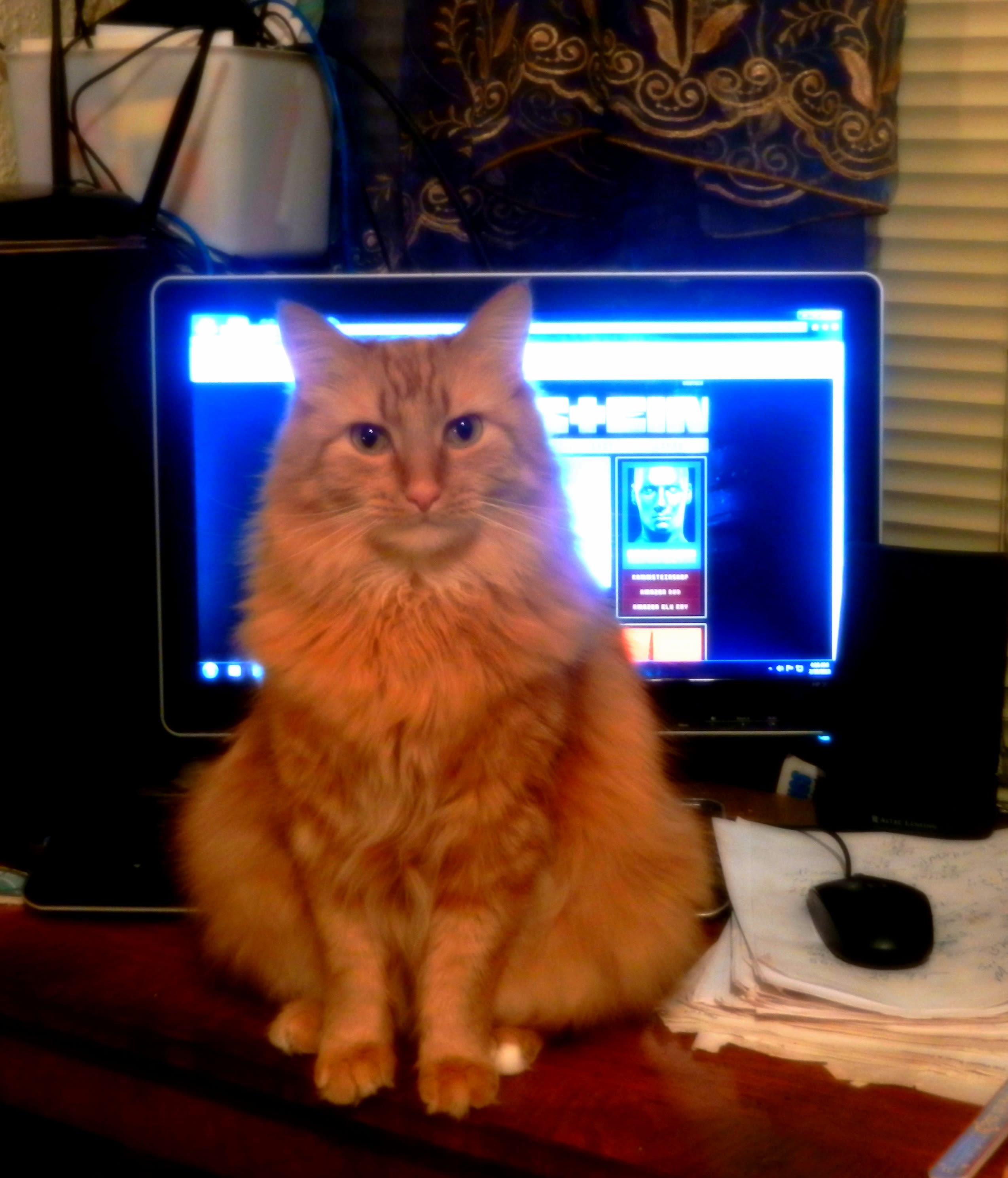 The 9 Cat Personalities: Feline-ality and Meet Your Match - PetHelpful