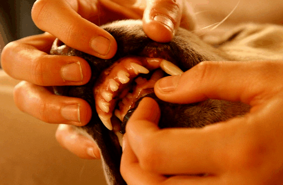 Understanding Puppy Teeth Stages - PetHelpful