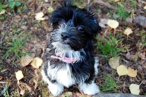Why Havanese Dogs Make Great Family Pets