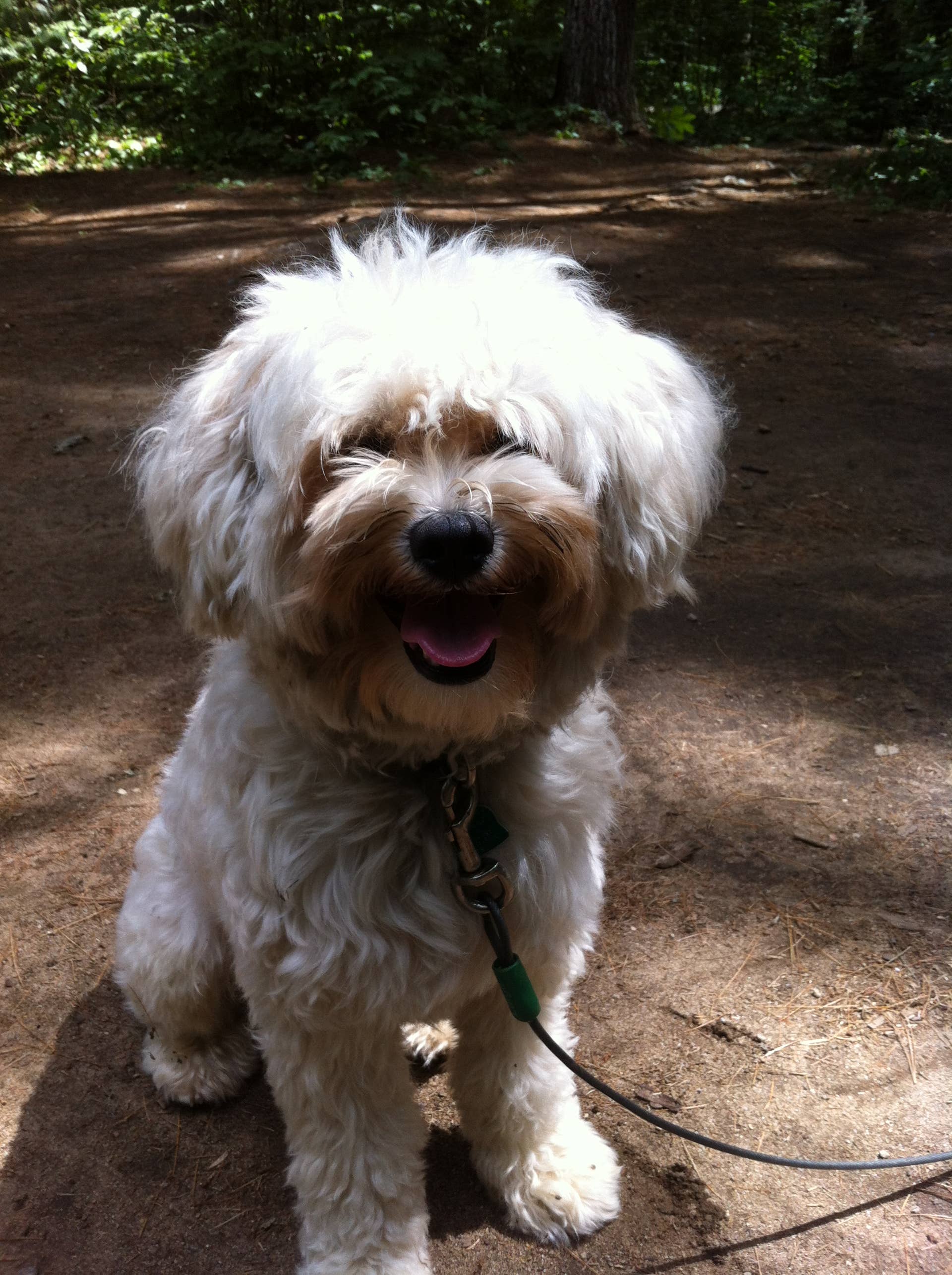 Why Havanese Dogs Make Great Family Pets