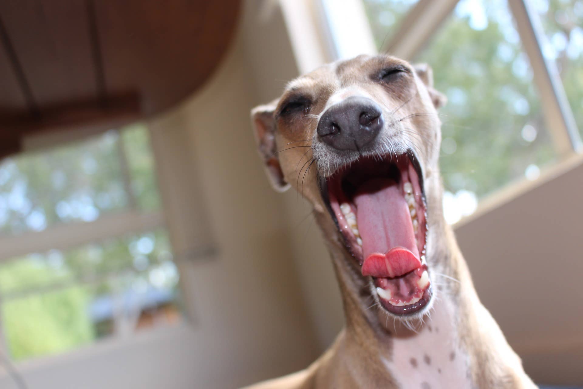 Dogs to Avoid and the Best Dog Breeds for Someone Who Works All Day