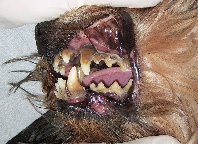 7 Reasons Your Dog Smells Bad and New Tips to Eliminate Dog Odor ...