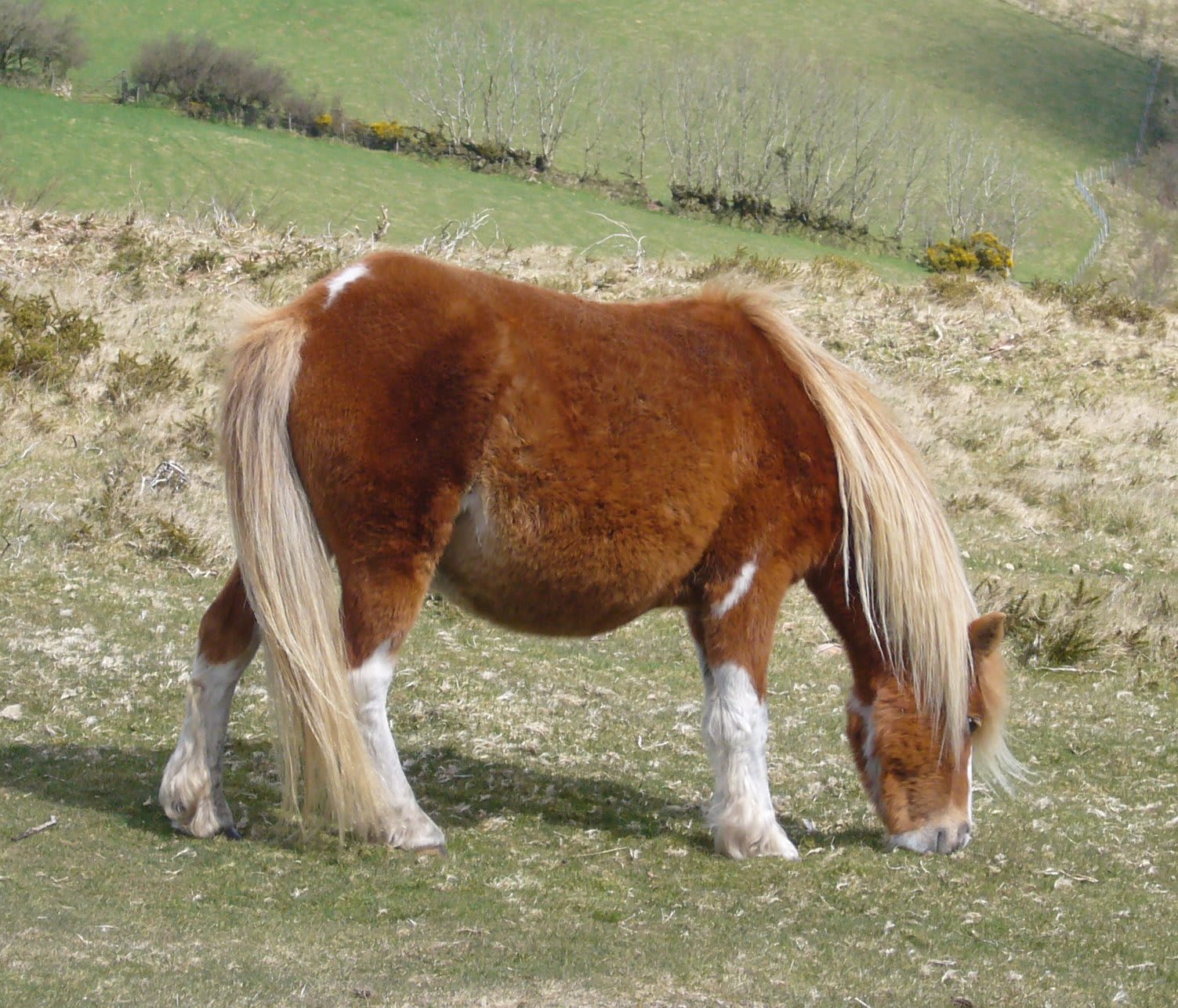 Everything You Need to Know About Ponies and Their Care - PetHelpful