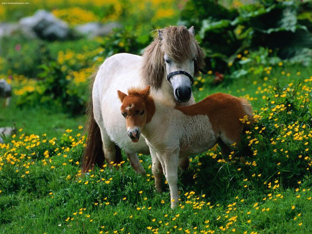 Everything You Need to Know About Ponies and Their Care - PetHelpful