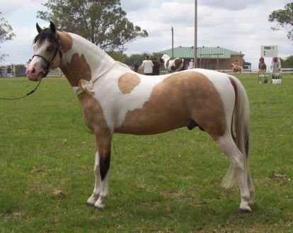 Everything You Need to Know About Ponies and Their Care - PetHelpful