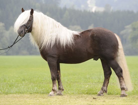 Everything You Need to Know About Ponies and Their Care - PetHelpful