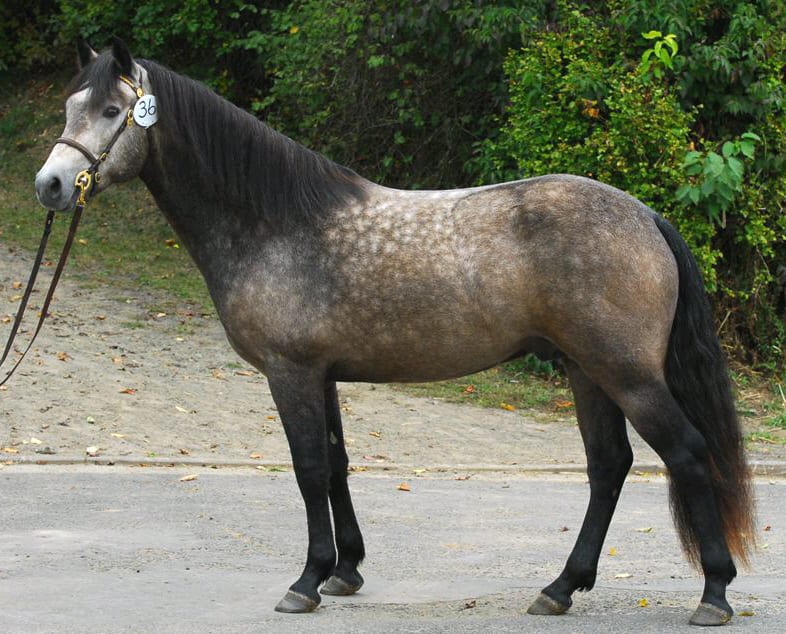 Everything You Need to Know About Ponies and Their Care - PetHelpful