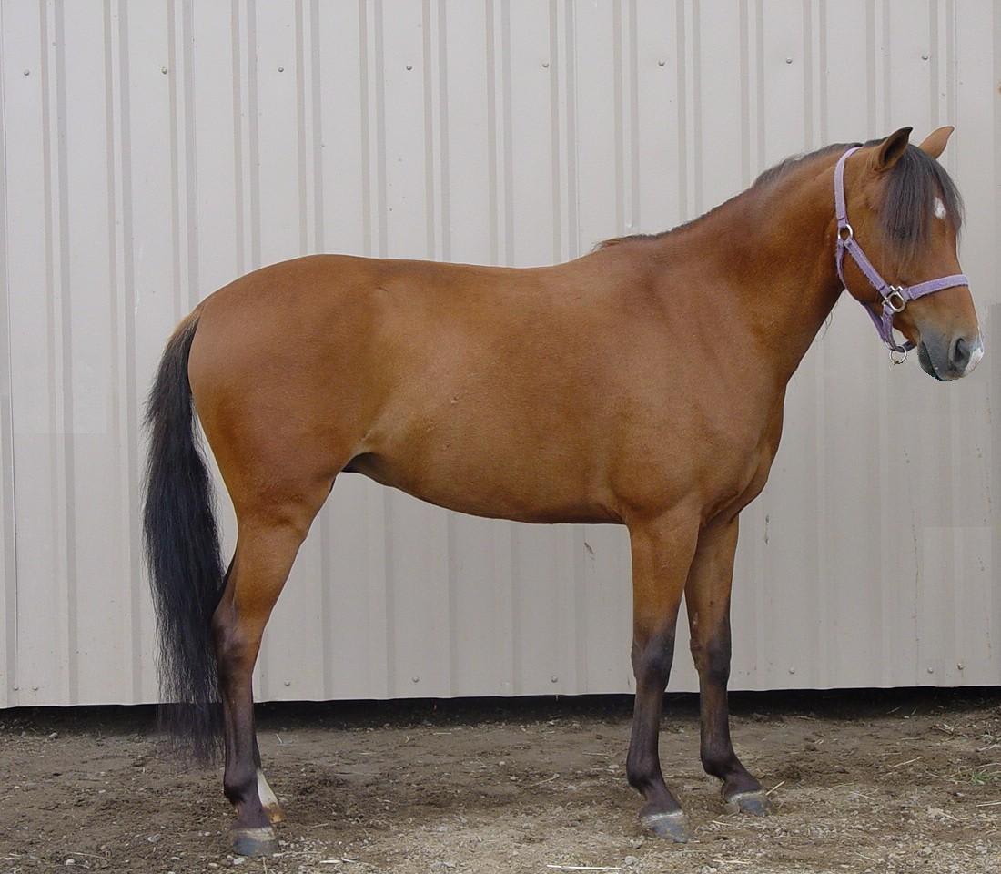 Everything You Need to Know About Ponies and Their Care - PetHelpful