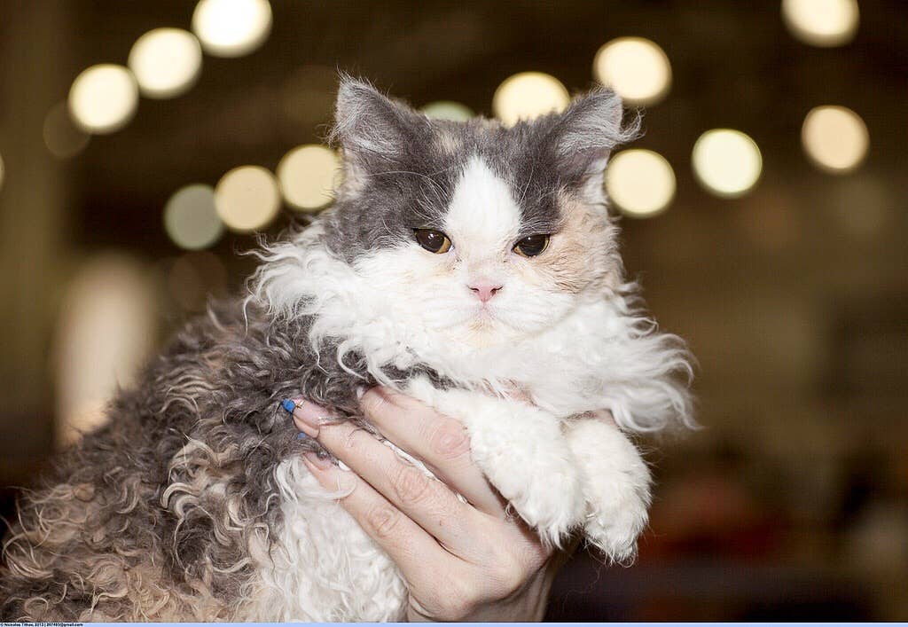 Selkirk Rex Cat Breed: Origin, Features, and Pompous Albert