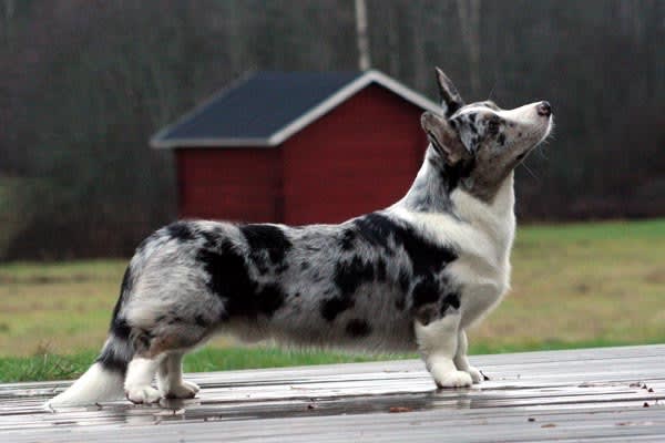 The Double Merle Dog: Dangers of Merle-to-Merle Breeding - PetHelpful
