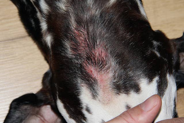 Hot Spots but No Vet? Treat Your Dog at Home