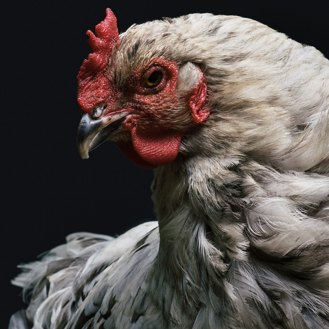 Chicken Who Lost Her Duck Best Friend Gets a Second Chance at Love and ...