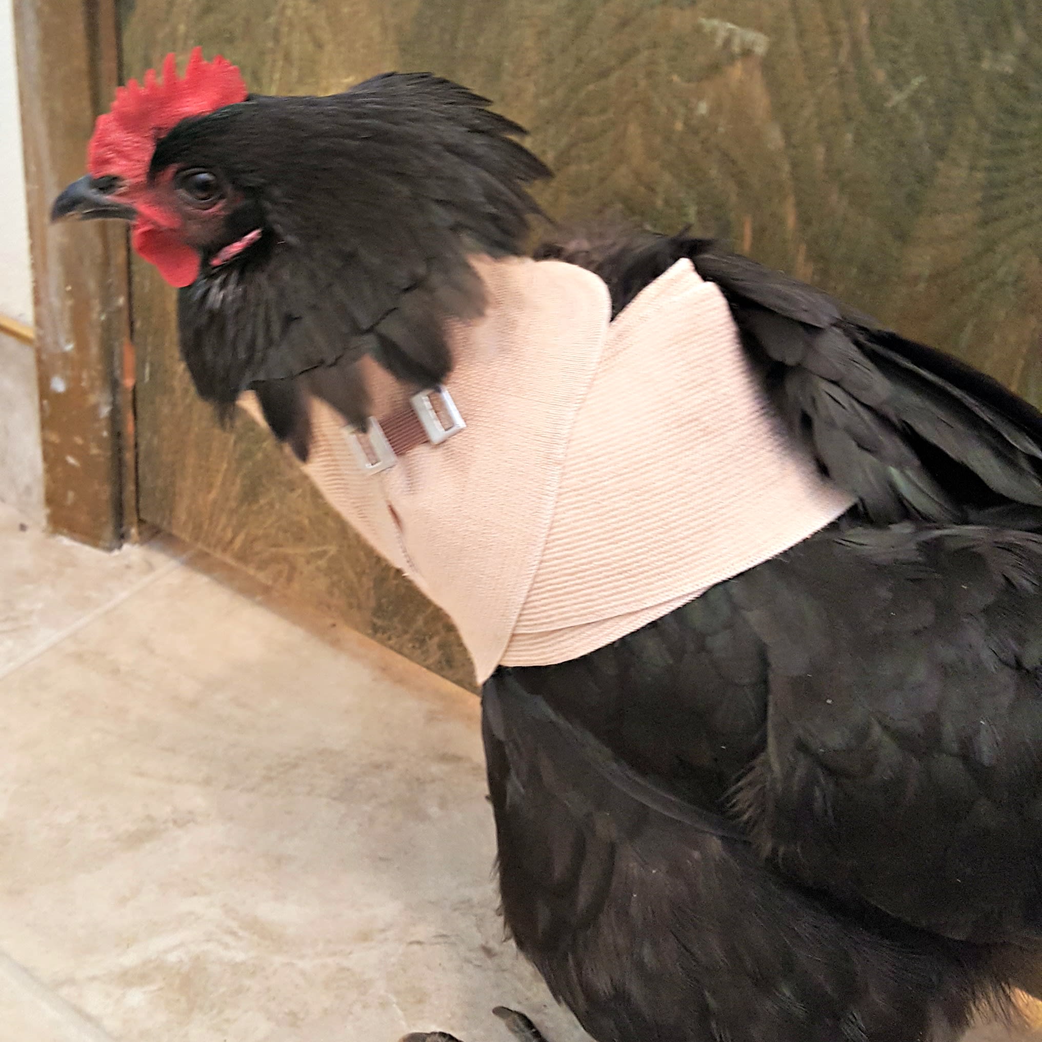 First Aid: How to Care for an Injured Chicken