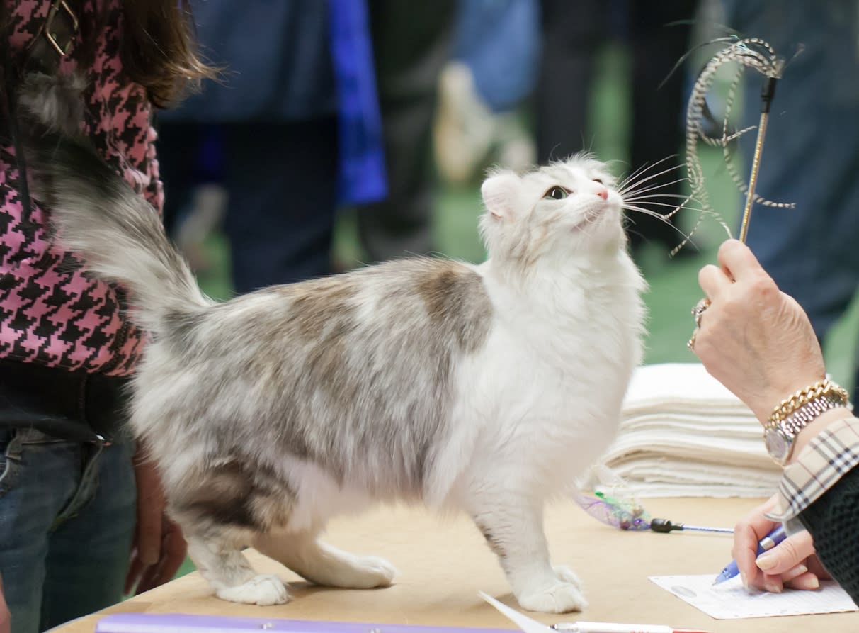 7+ Bicolor Pattern Variations in Cats (And Why They Occur) - PetHelpful