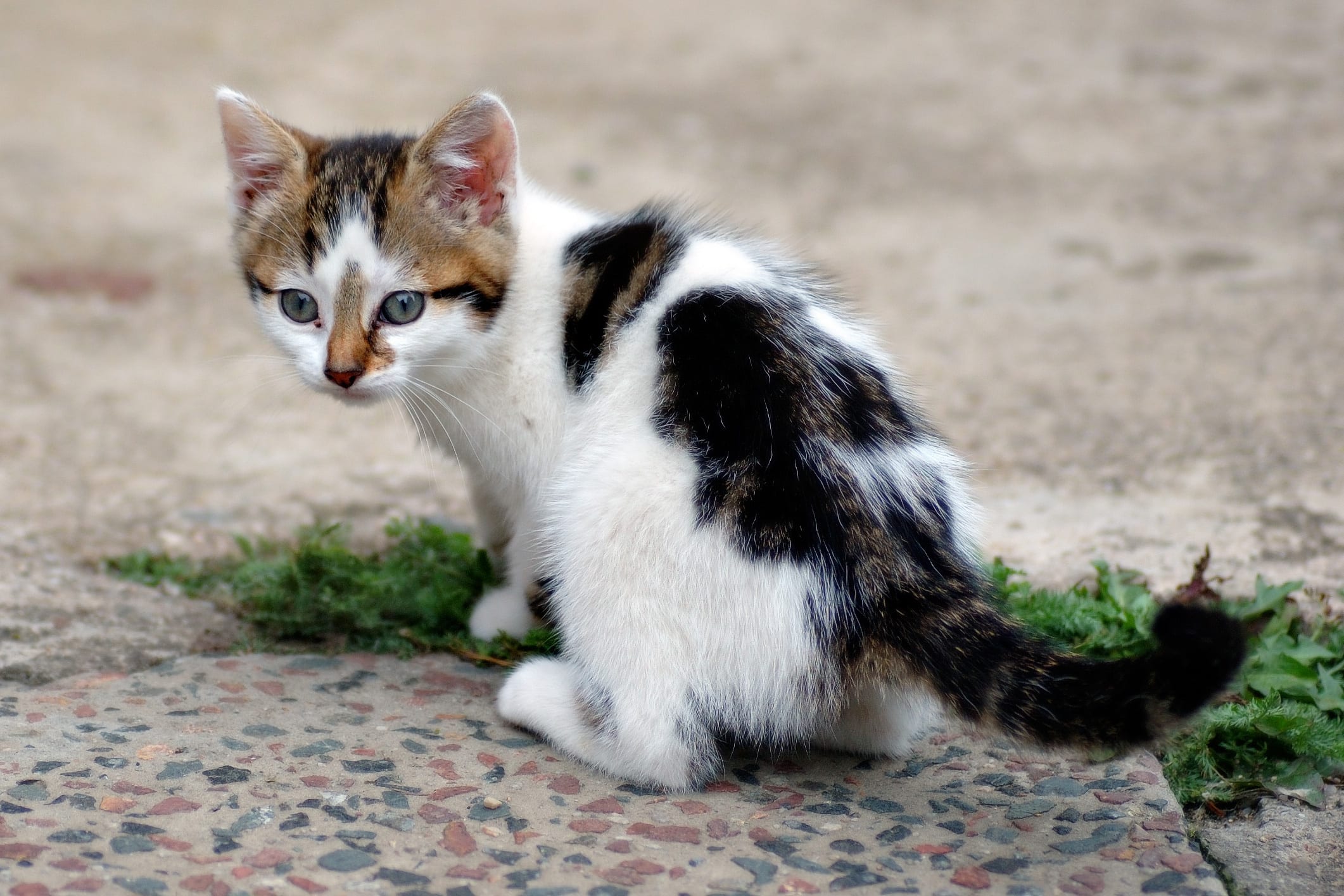 Piebald cat store