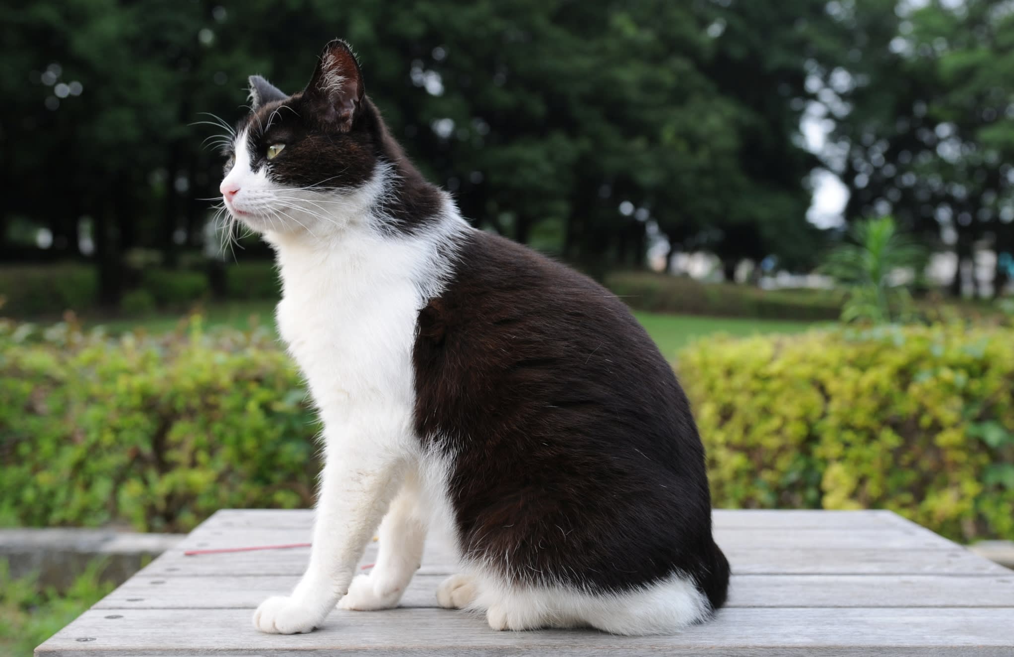 7+ Bicolor Pattern Variations in Cats (And Why They Occur) - PetHelpful