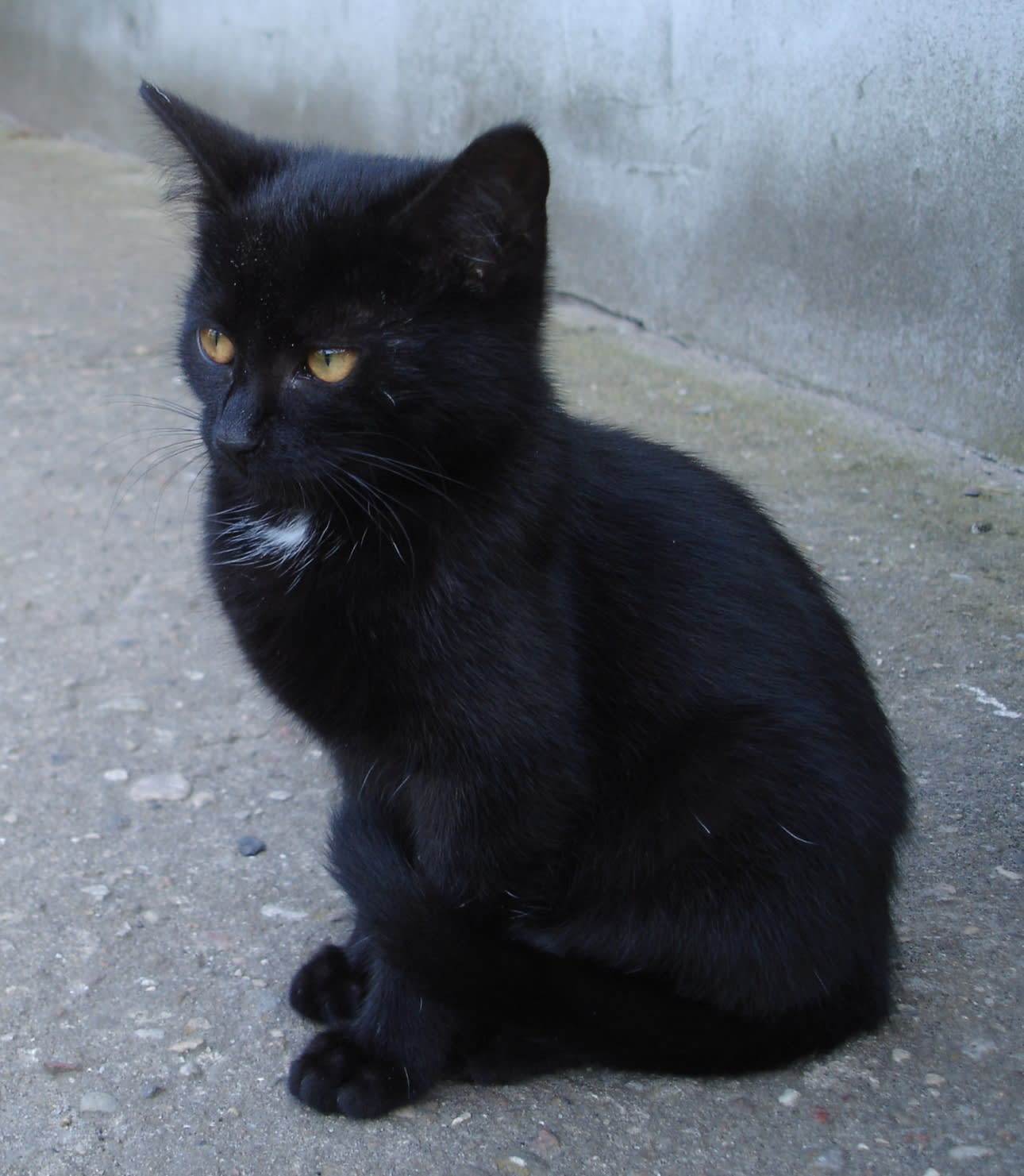 7+ Bicolor Pattern Variations in Cats (And Why They Occur) - PetHelpful