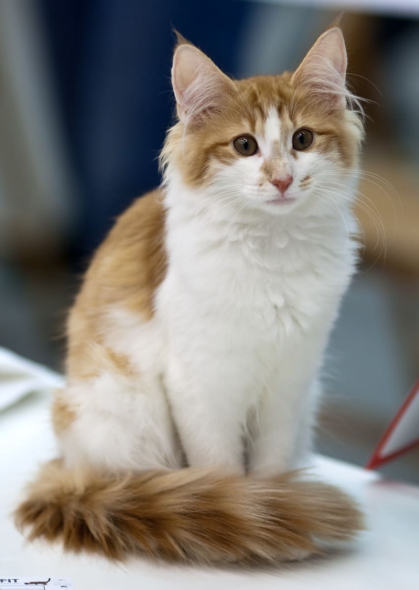 7+ Bicolor Pattern Variations in Cats (And Why They Occur) - PetHelpful