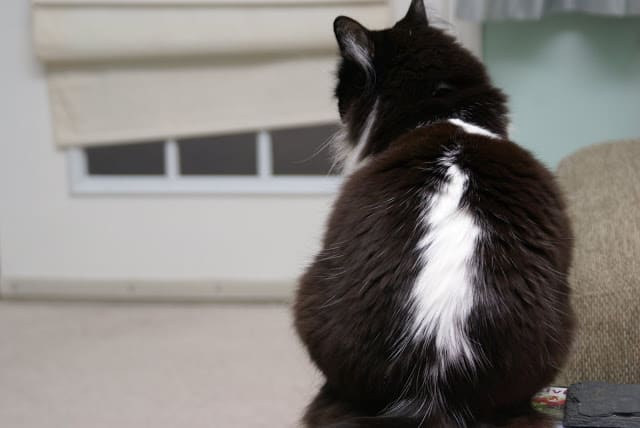 7+ Bicolor Pattern Variations in Cats (And Why They Occur) - PetHelpful