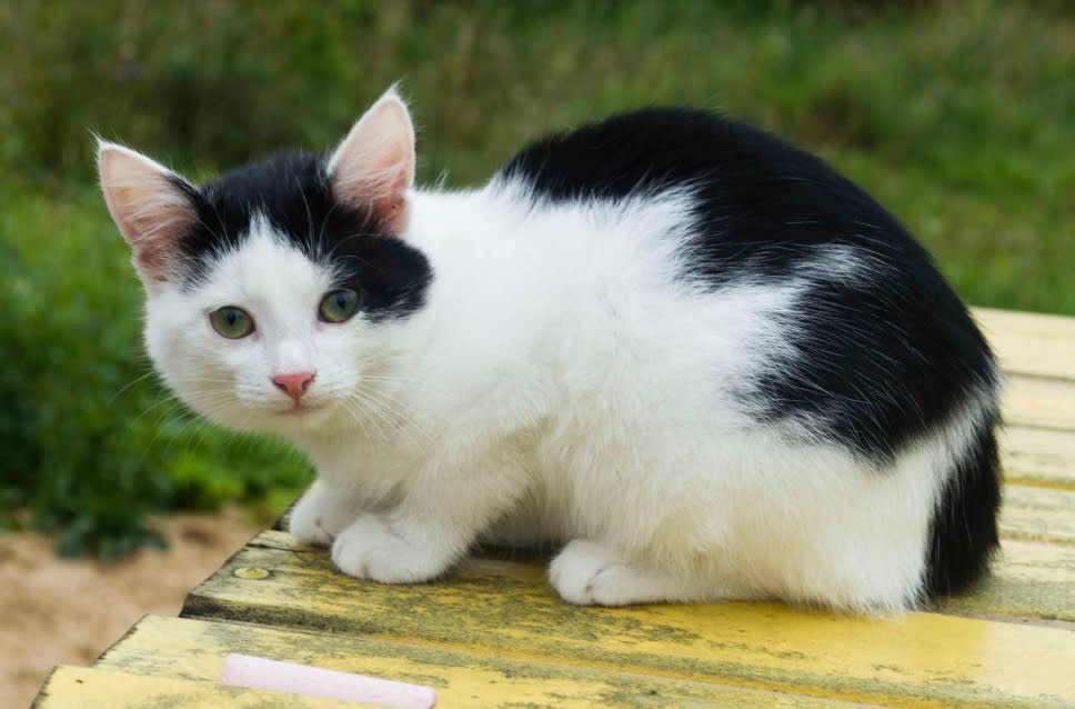 7+ Bicolor Pattern Variations in Cats (And Why They Occur) - PetHelpful