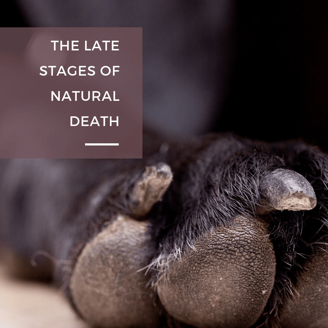 16 Signs a Dog Is Dying: What to Do When Health Declines