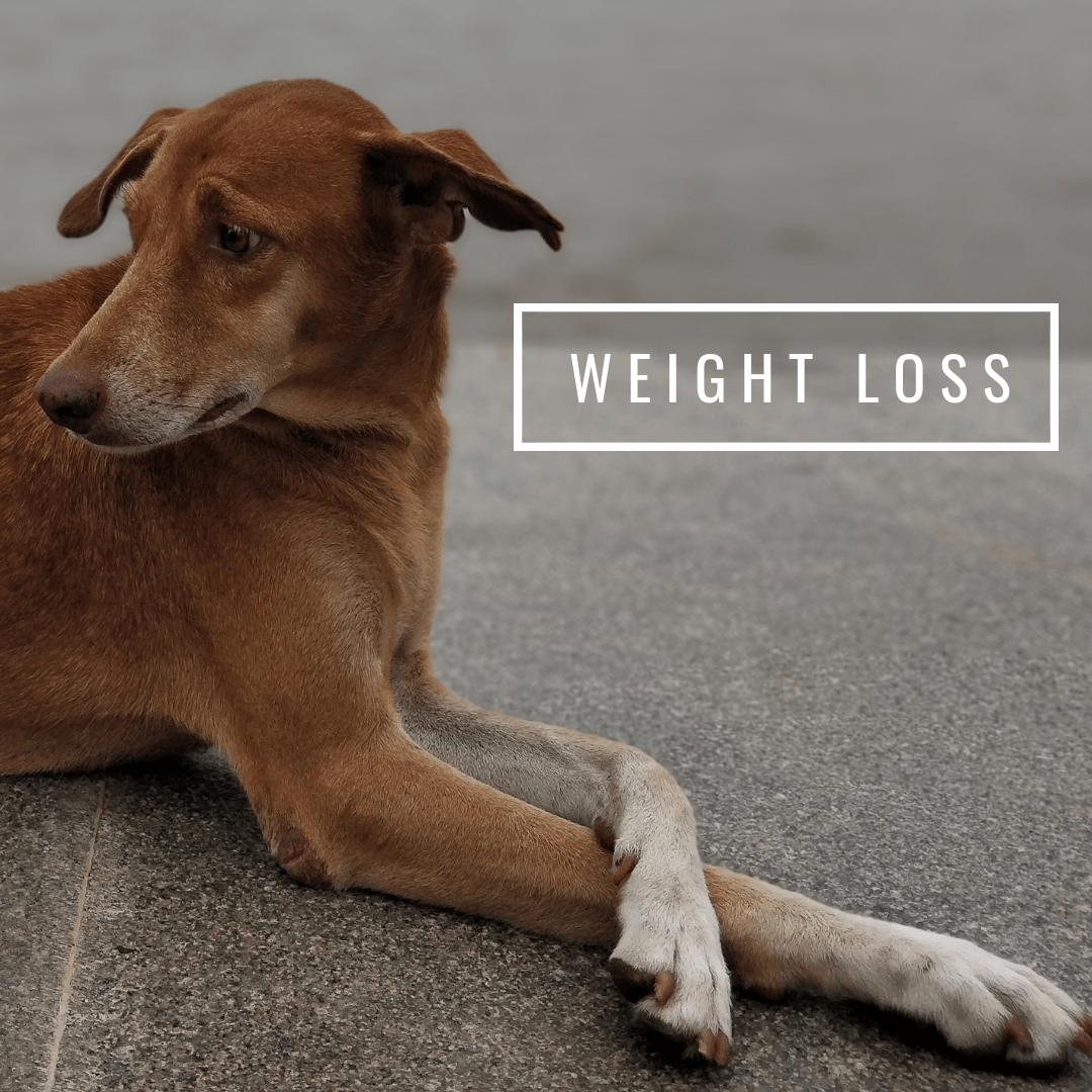 16 Signs a Dog Is Dying: What to Do When Health Declines