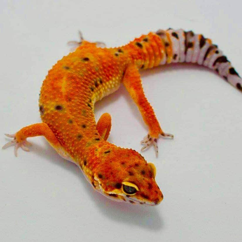 A Beginner's Guide to Owning/Caring for a Leopard Gecko - PetHelpful