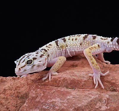 A Beginner's Guide to Owning/Caring for a Leopard Gecko - PetHelpful