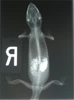 What Is an Impaction in Reptiles?