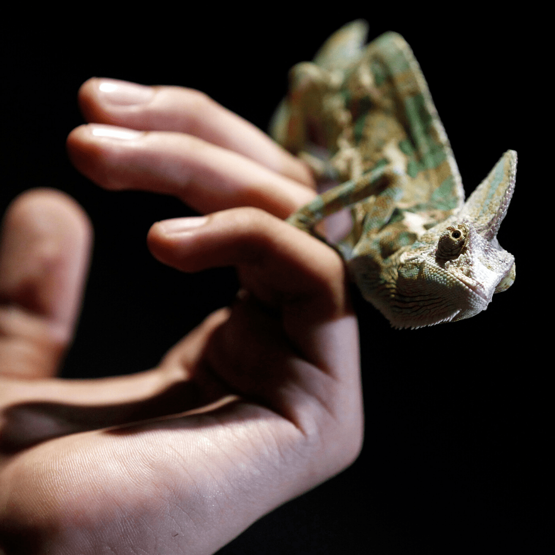 What Is an Impaction in Reptiles?